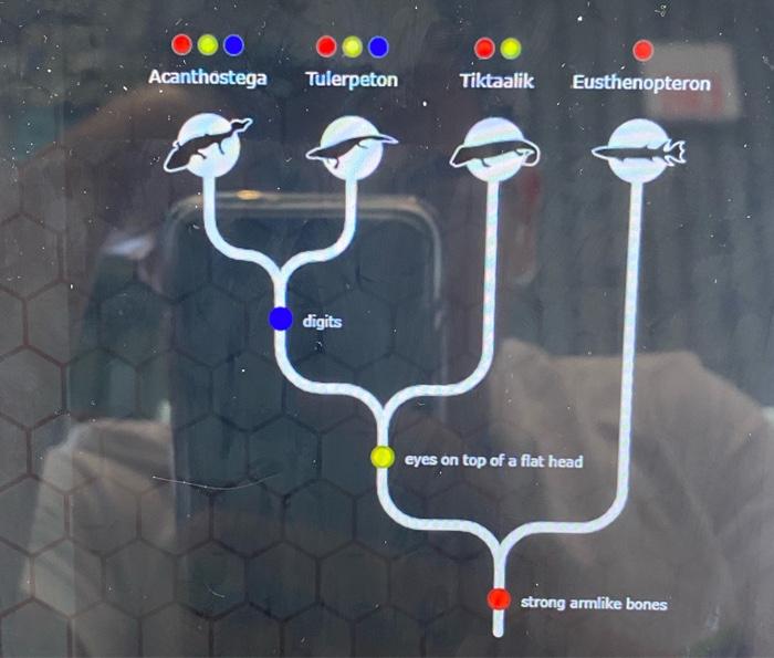 Solved Ichthyostega is a 370 million year old fossil from | Chegg.com