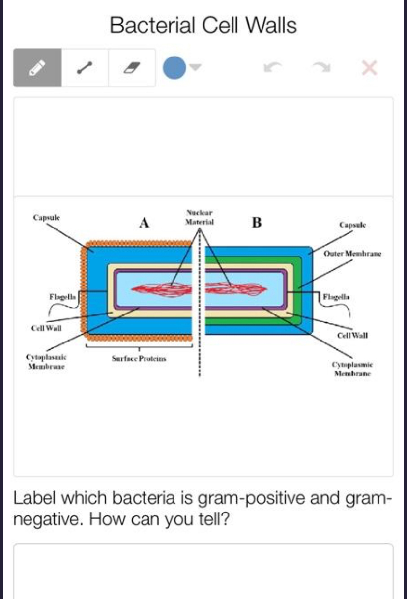 Solved Bacterial Cell WallsLabel which bacteria is | Chegg.com