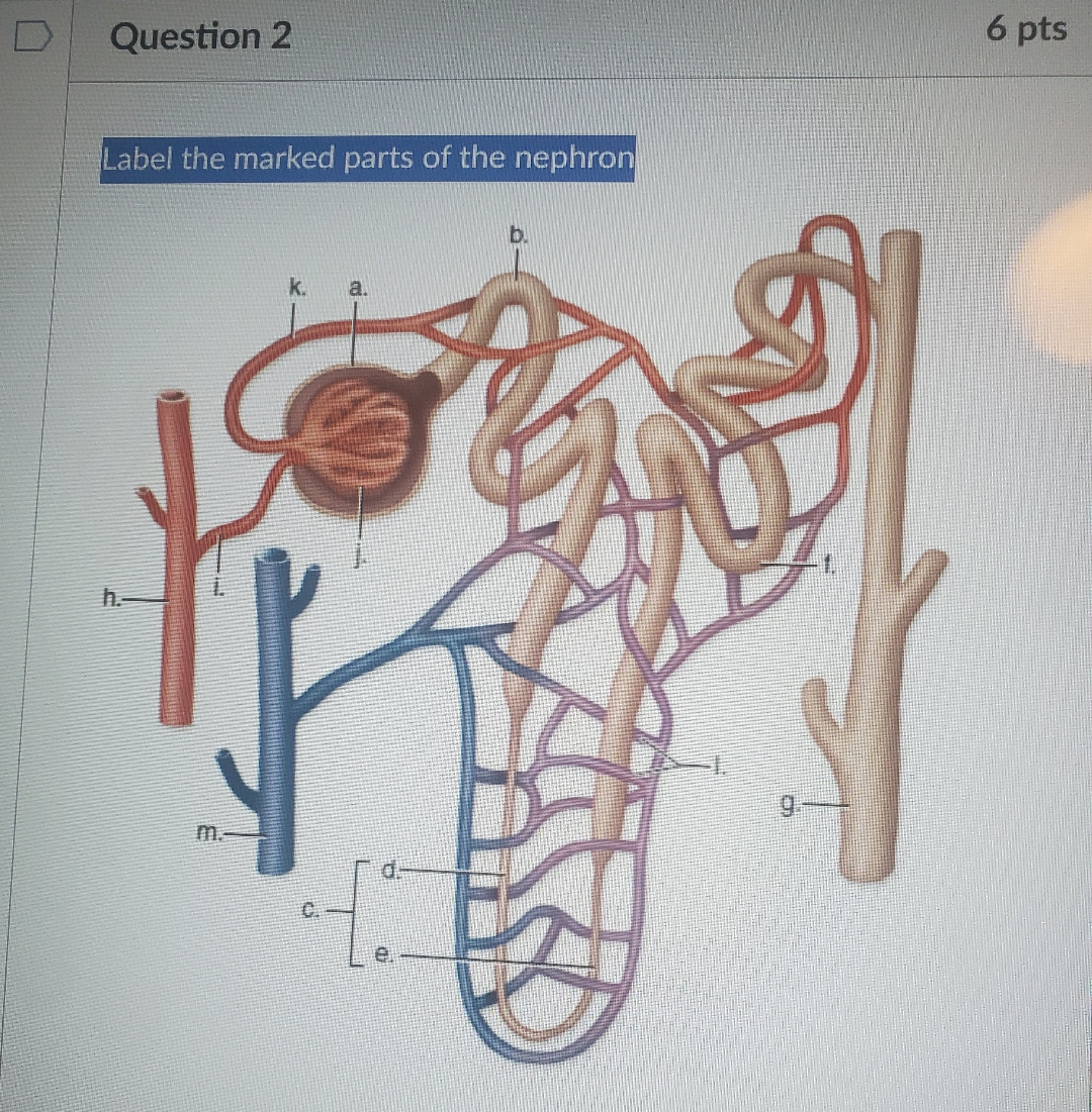 Solved Question 26 ﻿ptsLabel the marked parts of the nephron | Chegg.com