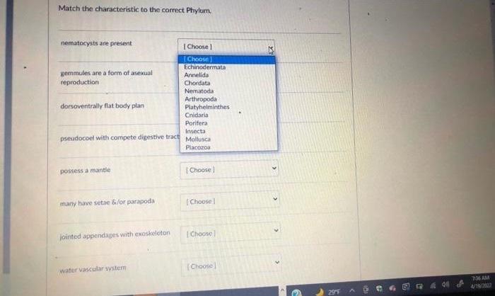 Match the characteristic to the correct Phylum. | Chegg.com