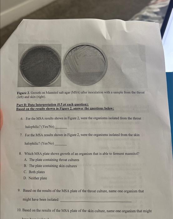 Solved Figure 2. Growth on Mannitol salt agar (MSA) after | Chegg.com