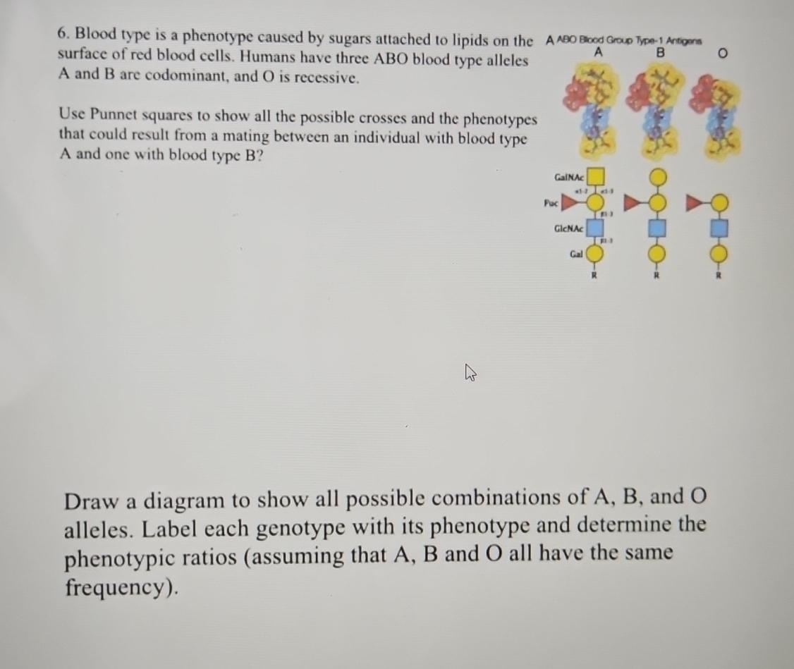 Solved Blood type is a phenotype caused by sugars attached | Chegg.com