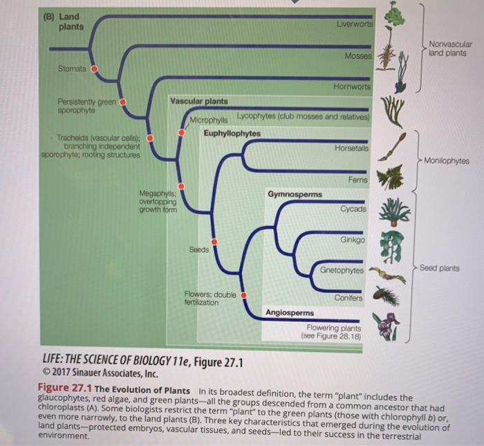 Solved In addition to the morphological characters of land | Chegg.com
