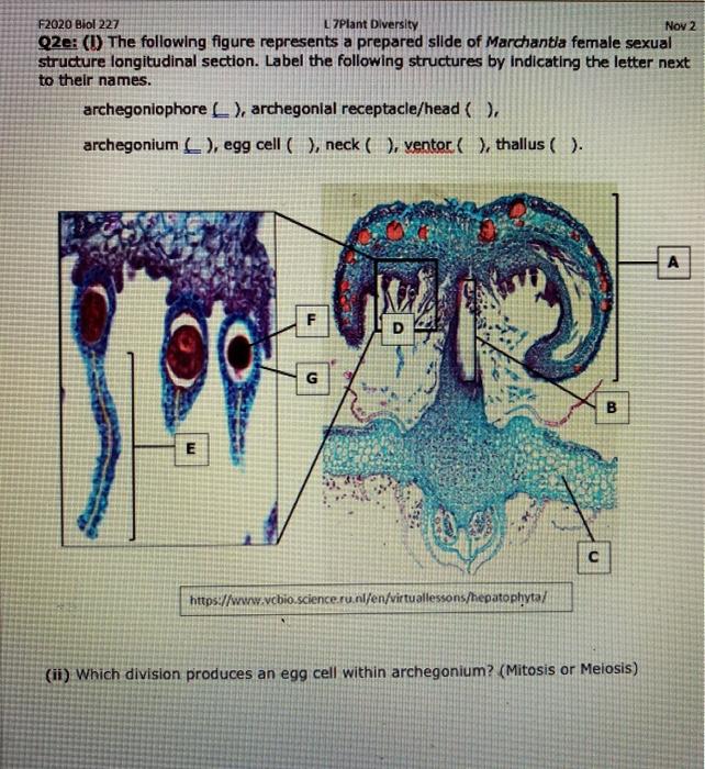 F2020 Biol 227 L7Plant Diversity Nov 2 Q2e: (1) The | Chegg.com
