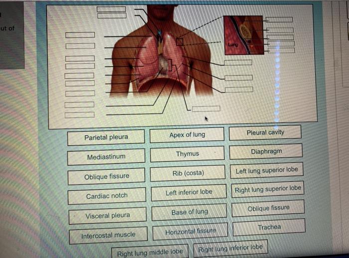Solved ut of Parietal pleura Apex of lung Pleural cavity | Chegg.com