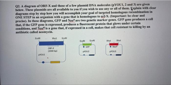 Solved Q2. A diagram of ORF-X and those of a few plasmid DNA | Chegg.com
