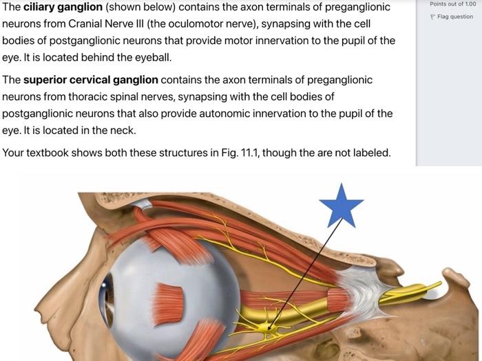 Ciliary Ganglion: Anatomy, Function, And Treatment, 59% OFF