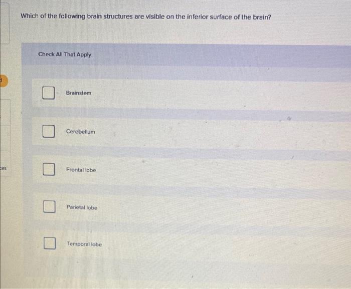 Solved Which of the following brain structures are visible | Chegg.com