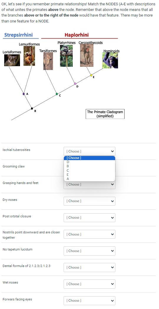 Solved OK, ﻿let's see if you remember primate relationships! | Chegg.com