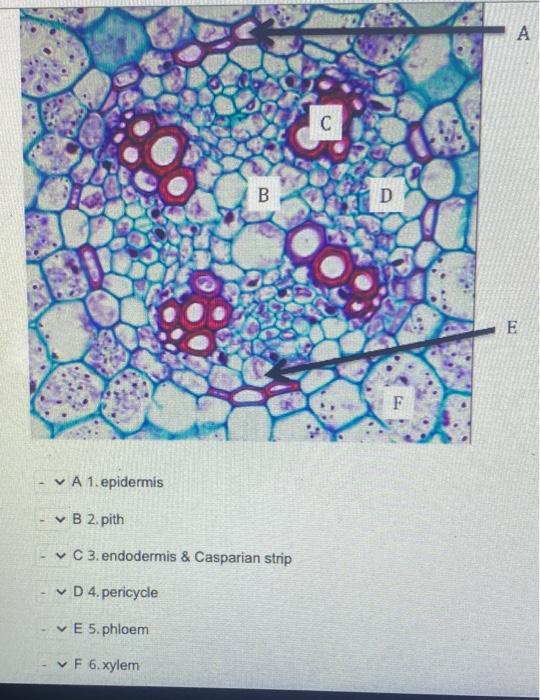 Solved A 1. epidermis B 2. pith C 3. endodermis \& Casparian | Chegg.com