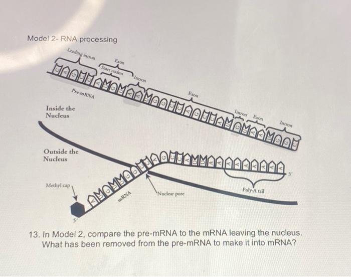 Solved What has been removed from the pre-mRNA to make it | Chegg.com