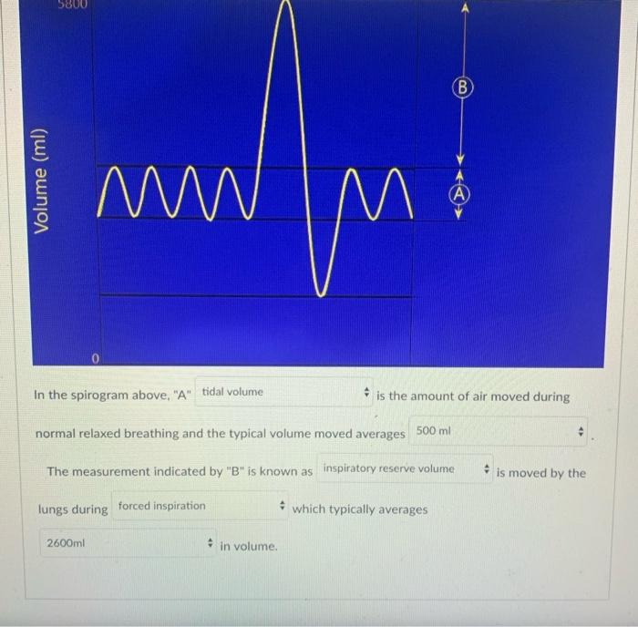 Solved 5800 (В Volume (ml) mw M A m In the spirogram above, | Chegg.com