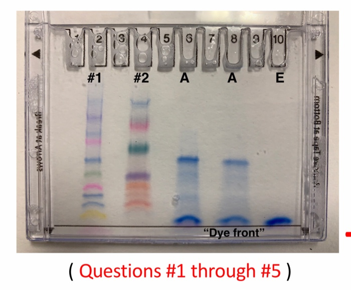 Solved Q1: How many protein bands did you see in PROTEIN | Chegg.com