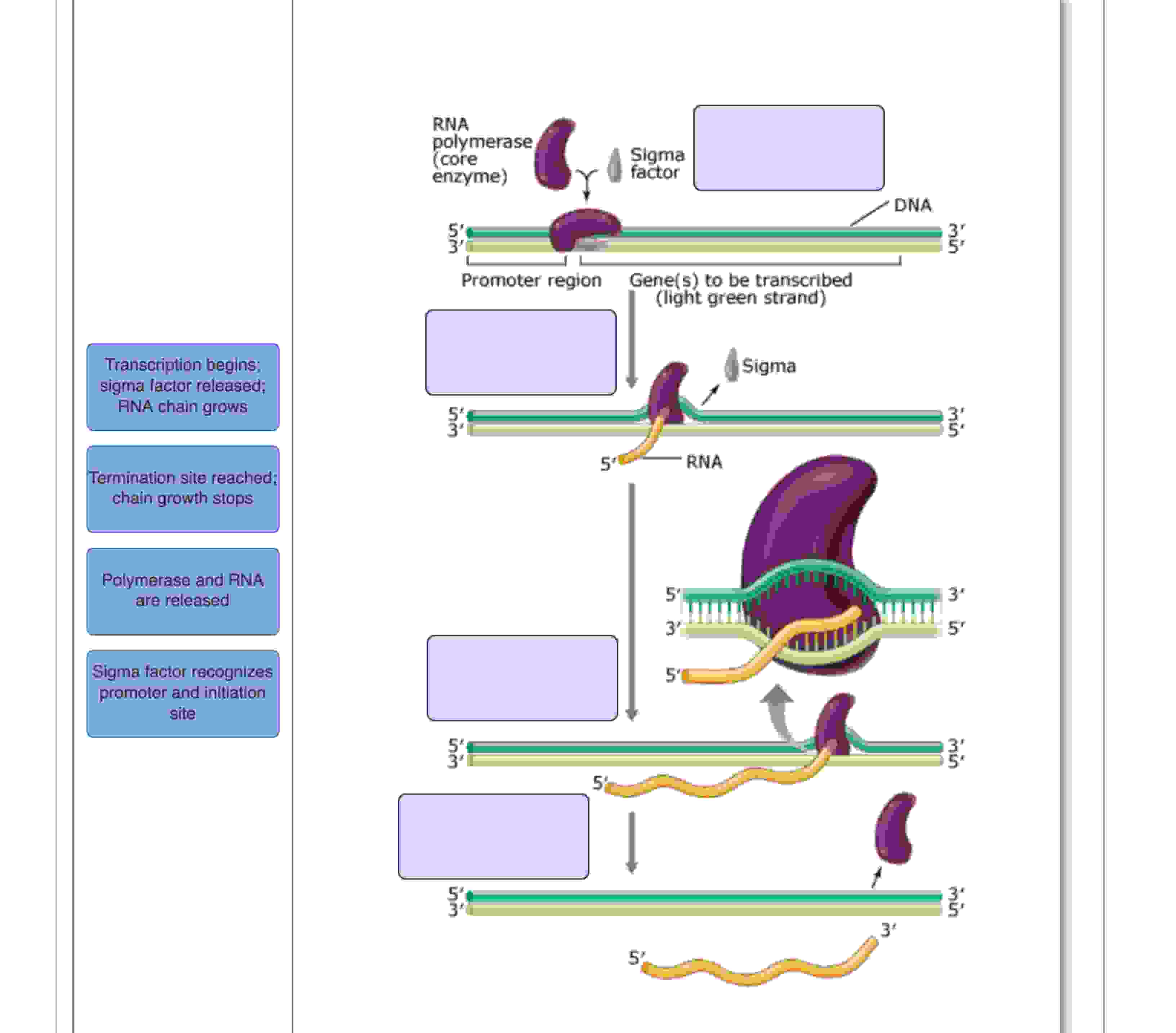 Solved Correctly label the events occurring in this | Chegg.com