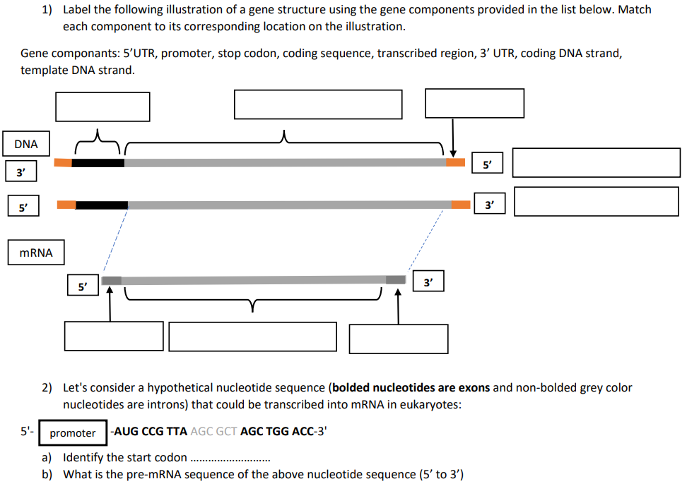 Solved Label the following illustration of a gene structure | Chegg.com
