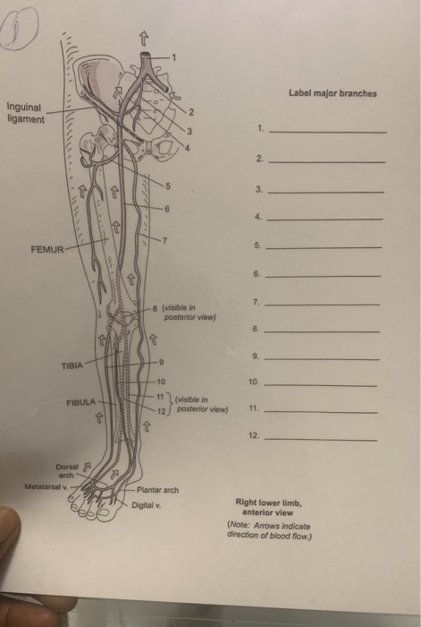 Solved Label major branches Inguinal ligament 6 N7 FEMUR 8 | Chegg.com