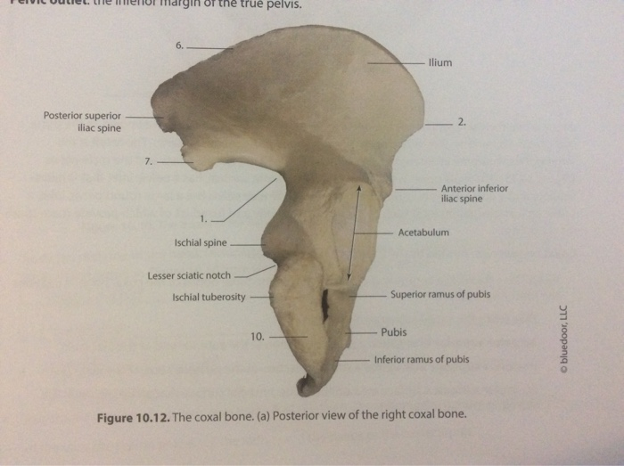 Anterior Superior Iliac Spine