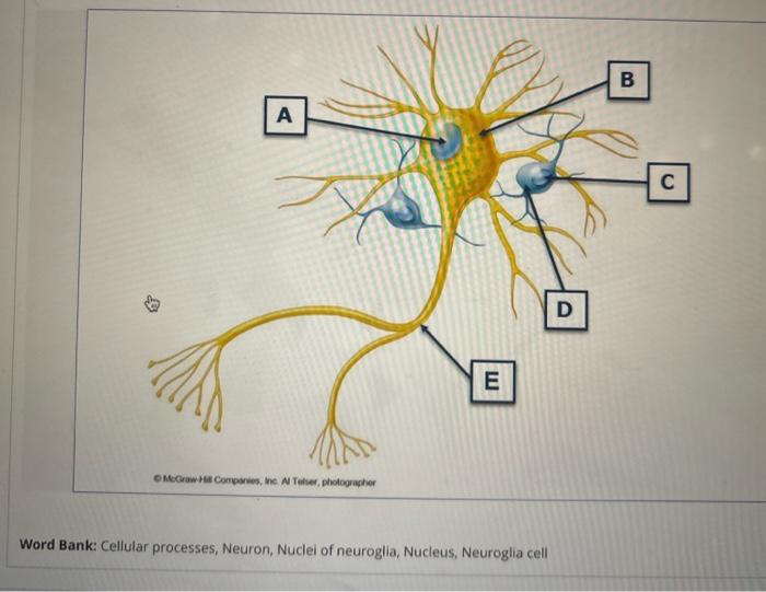 Solved Word Bank: Cellular processes, Neuron, Nuclei of | Chegg.com