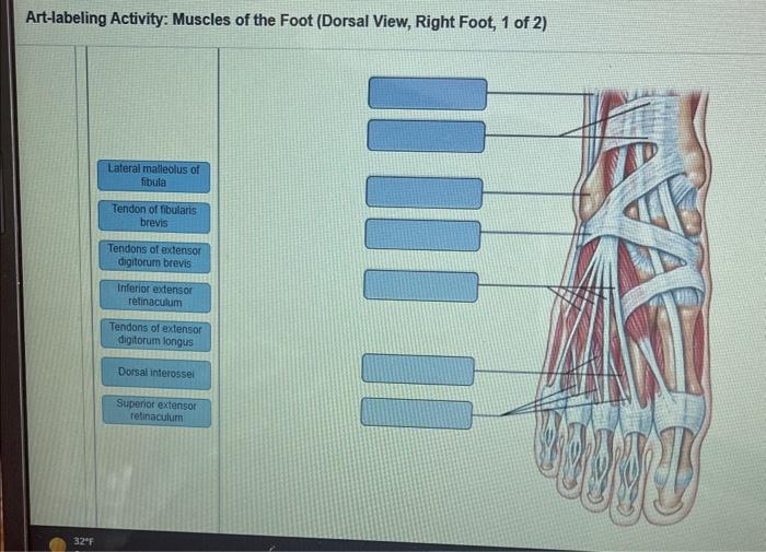 Solved Art-labeling Activity: Muscles Of The Foot (Dorsal, 55% OFF Solved Art-labeling Activity: Muscles Of The Foot (Dorsal, 55% OFF