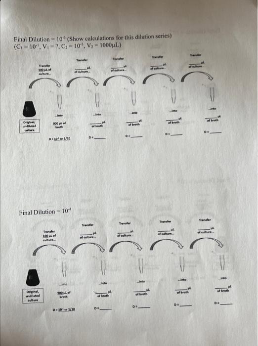 Solved Final Dilution =10−3 (Show calculations for this | Chegg.com