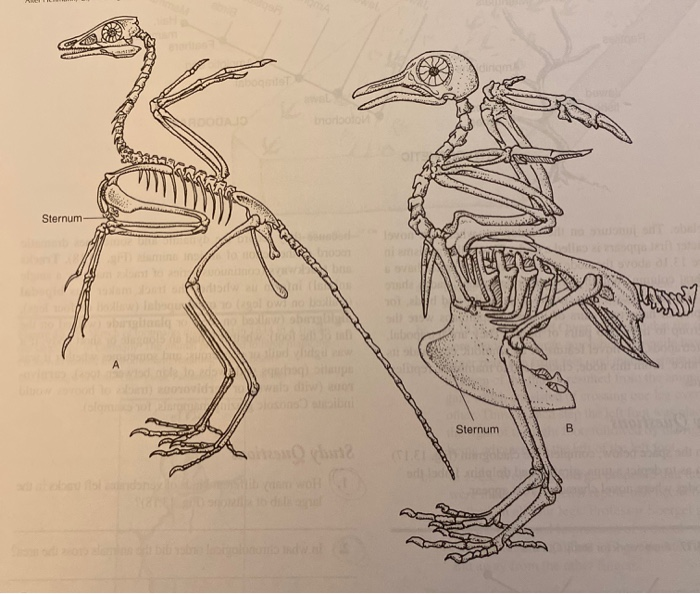 Solved 1 1. Figure 13.15 is a depiction of the skeleton of | Chegg.com