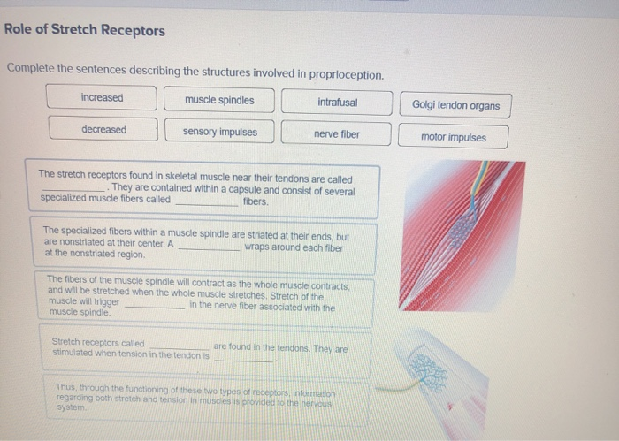 Solved Role of Stretch Receptors Complete the sentences | Chegg.com