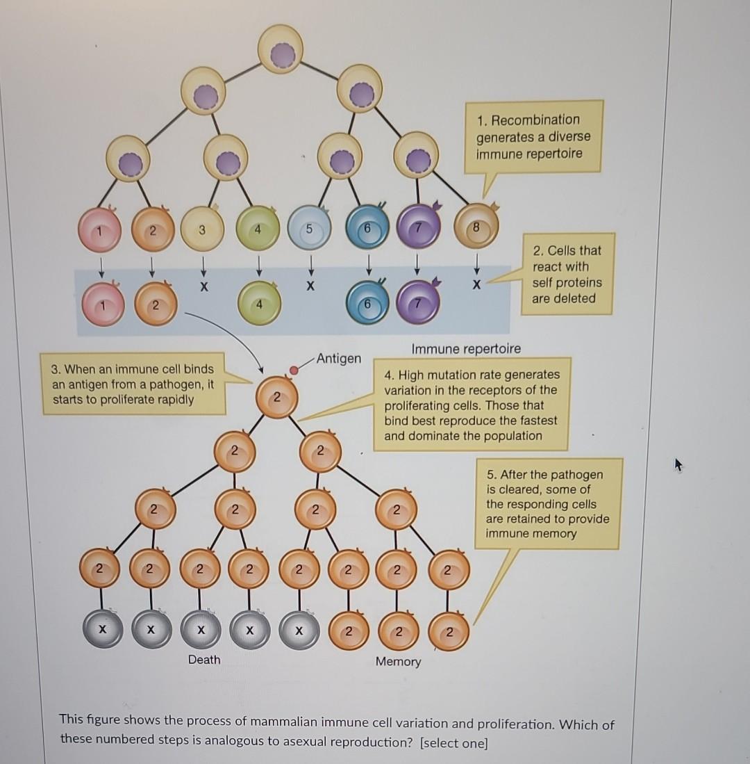 Solved Inis ngure snows the process of mammalian immune cell | Chegg.com