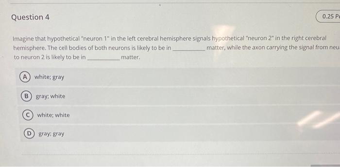 Solved The borders between the superficial lobes of the | Chegg.com