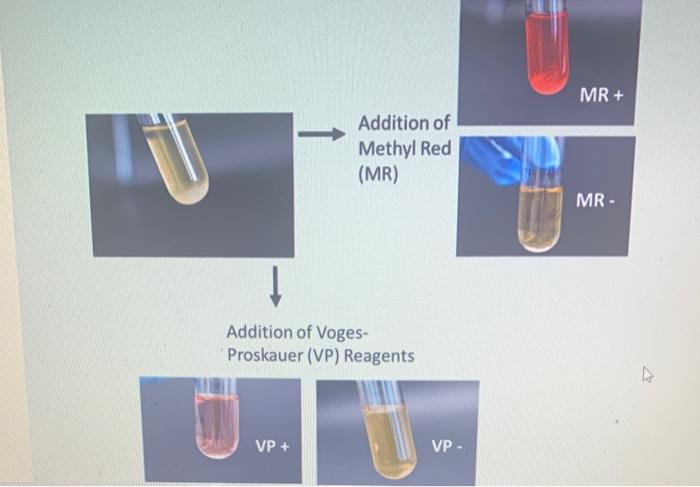 Solved Record your color observations of the MR-VP test. a. | Chegg.com