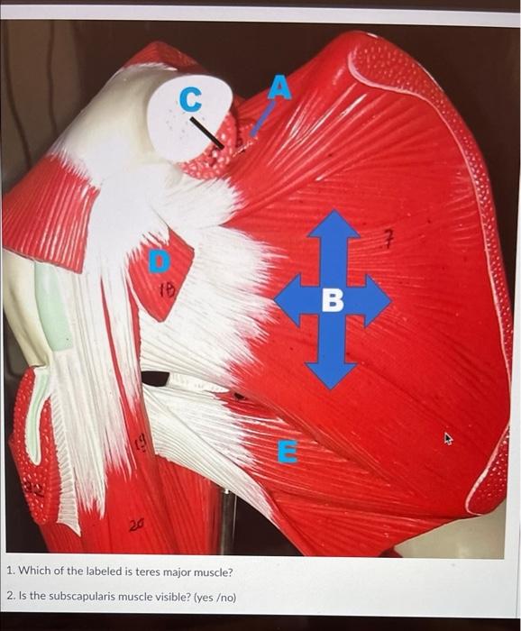 Solved 19 1B C 20 1. Which of the labeled is teres major | Chegg.com