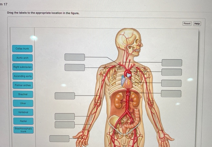 Solved m 14 Drag the labels to the appropriate location in | Chegg.com
