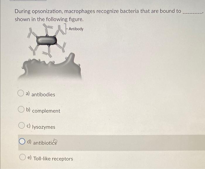 Solved During opsonization, macrophages recognize bacteria | Chegg.com