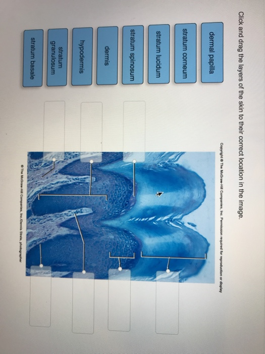 Solved Click and drag the layers of the skin to their | Chegg.com