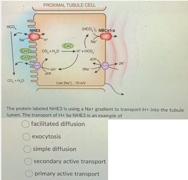 Solved (I believe the answer is secondary active transport, | Chegg.com