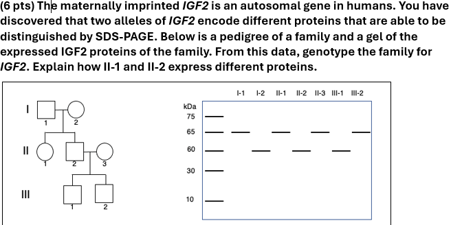 Solved The maternally imprinted IGF2 ﻿is an autosomal gene | Chegg.com