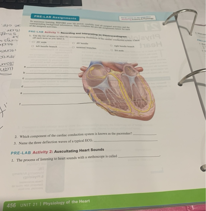 Solved PRE-LAB Assignments PRELAB Activity 1: Recording and | Chegg.com