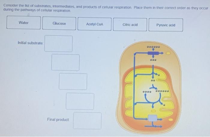Solved Consider the list of substrates, Intermediates, and | Chegg.com