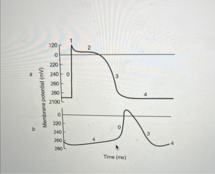 Solved b Time (ms) 1. Myocyte graph b 2. AV node graph a 3. | Chegg.com