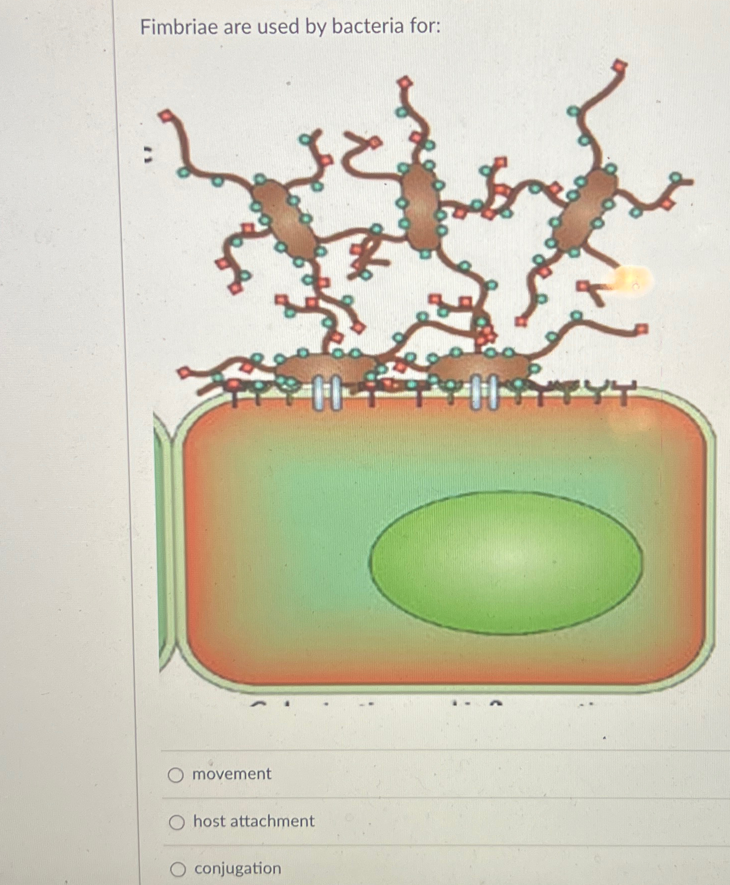 Solved Fimbriae are used by bacteria for:movementhost | Chegg.com