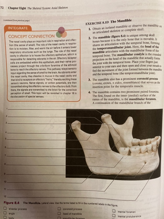 Solved -72 Chapter Eight The Skeletal System: Axial Skeleton | Chegg.com