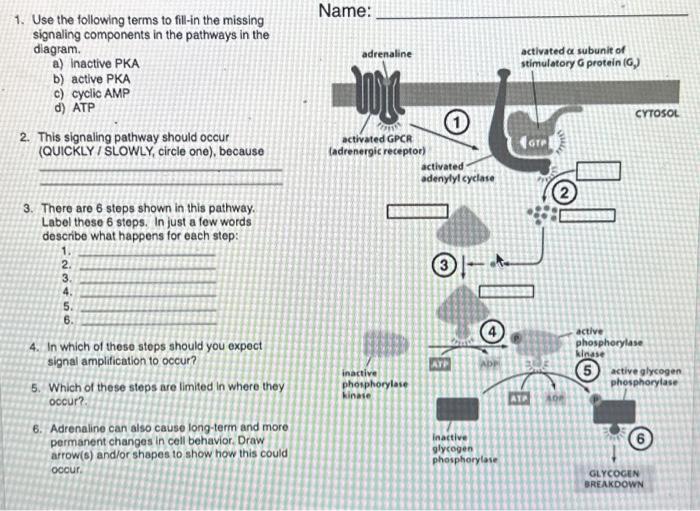 Solved 1. Use the following terms to fill-in the missing | Chegg.com