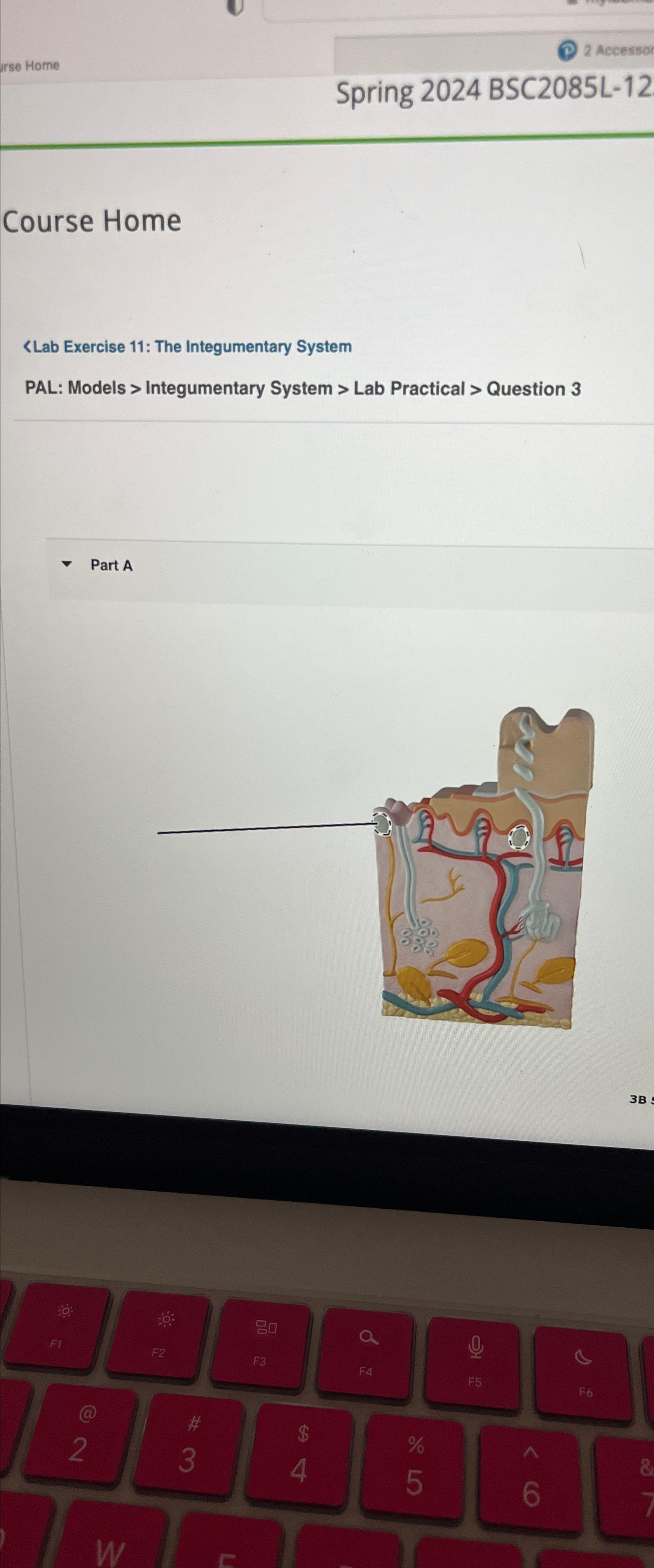 Solved Identify the highlighted structure | Chegg.com