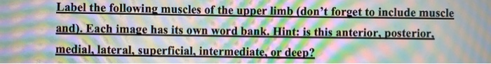 Solved Label the following muscles of the upper limb (don't | Chegg.com