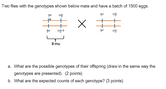 Solved Two flies with the genotypes shown below mate and | Chegg.com
