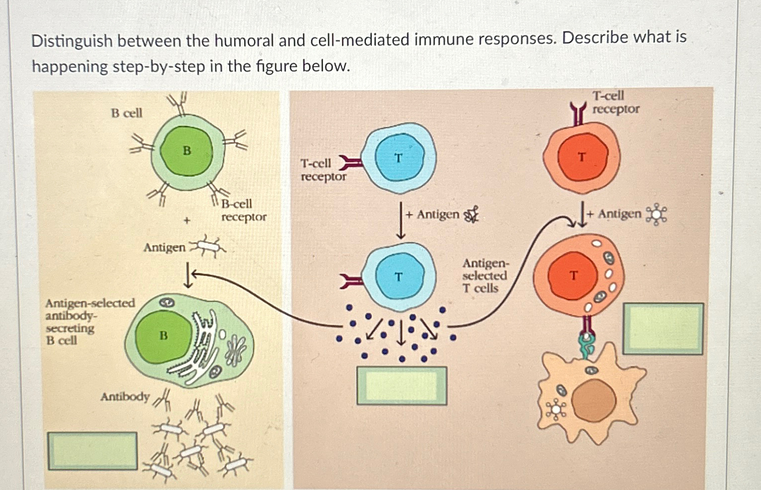 Solved Distinguish between the humoral and cell-mediated | Chegg.com