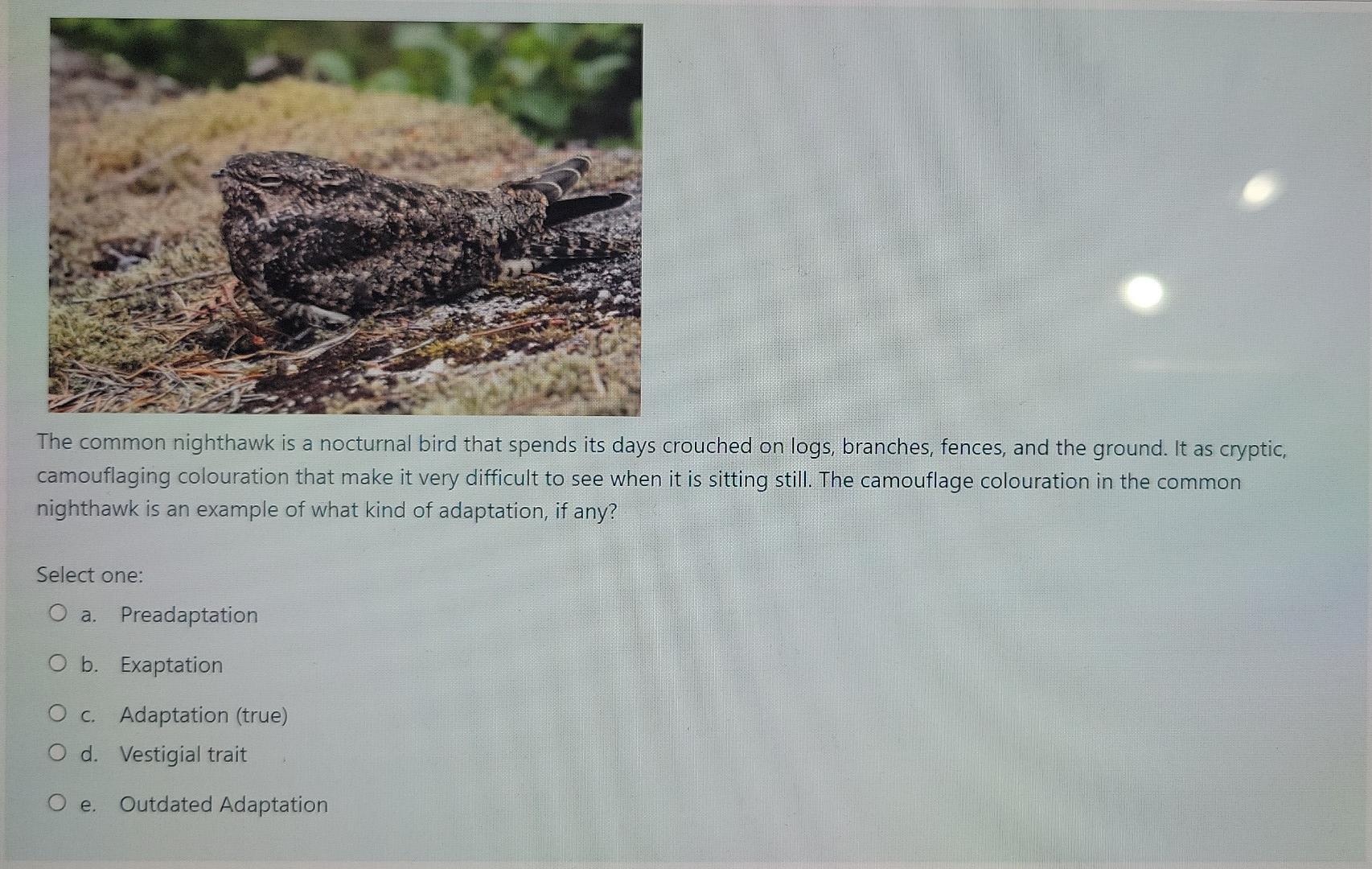 Solved Bats mostly hunt insects at night. They use | Chegg.com