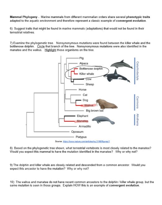 Solved Mammal Phylogeny - ﻿Marine mammals from different | Chegg.com