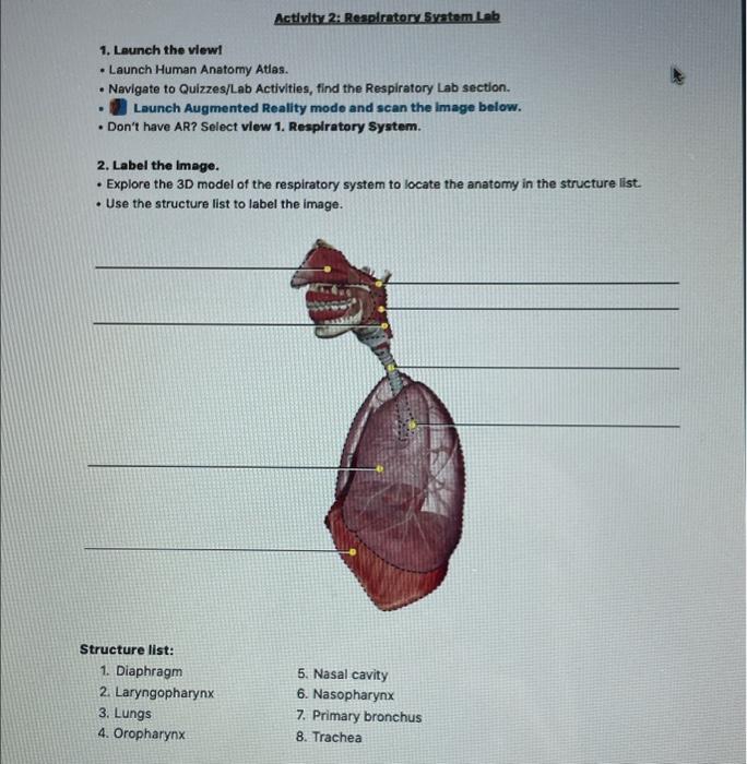 Solved 1. Launch the view! • Launch Human Anatomy Atlas. • | Chegg.com