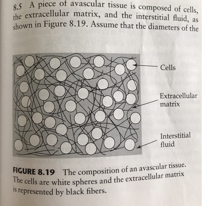 Solved 05 A piece of avascular tissue is composed of cells, | Chegg.com