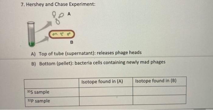 Solved 7. Hershey and Chase Experiment: A) Top of tube | Chegg.com